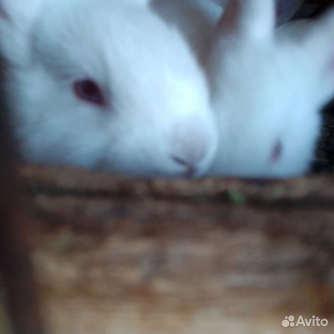 Кролики великаны