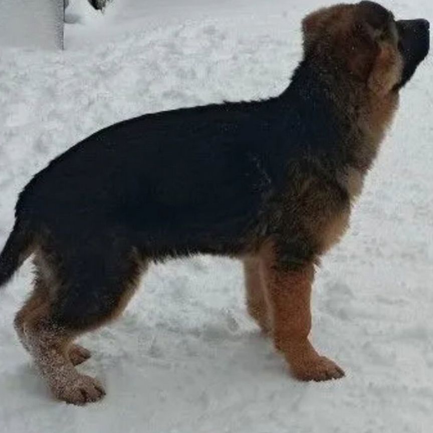 Немецкая овчарка, щенок