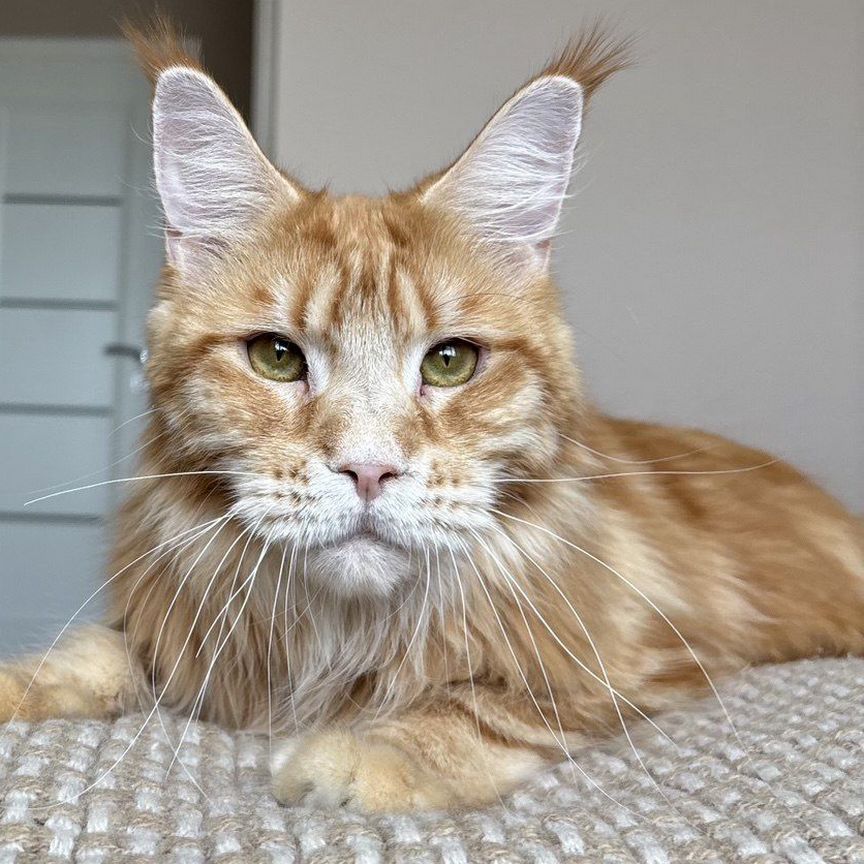 Мейн-кун, взрослая кошка