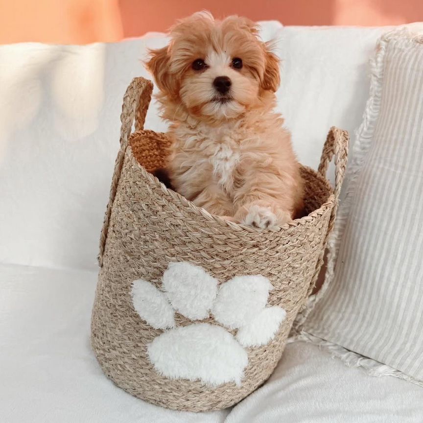 Мальтипу, щенок