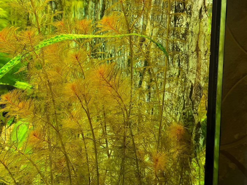 Большая прополка