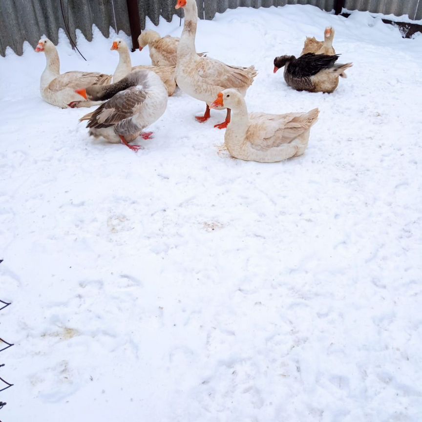 Продам семью гусей