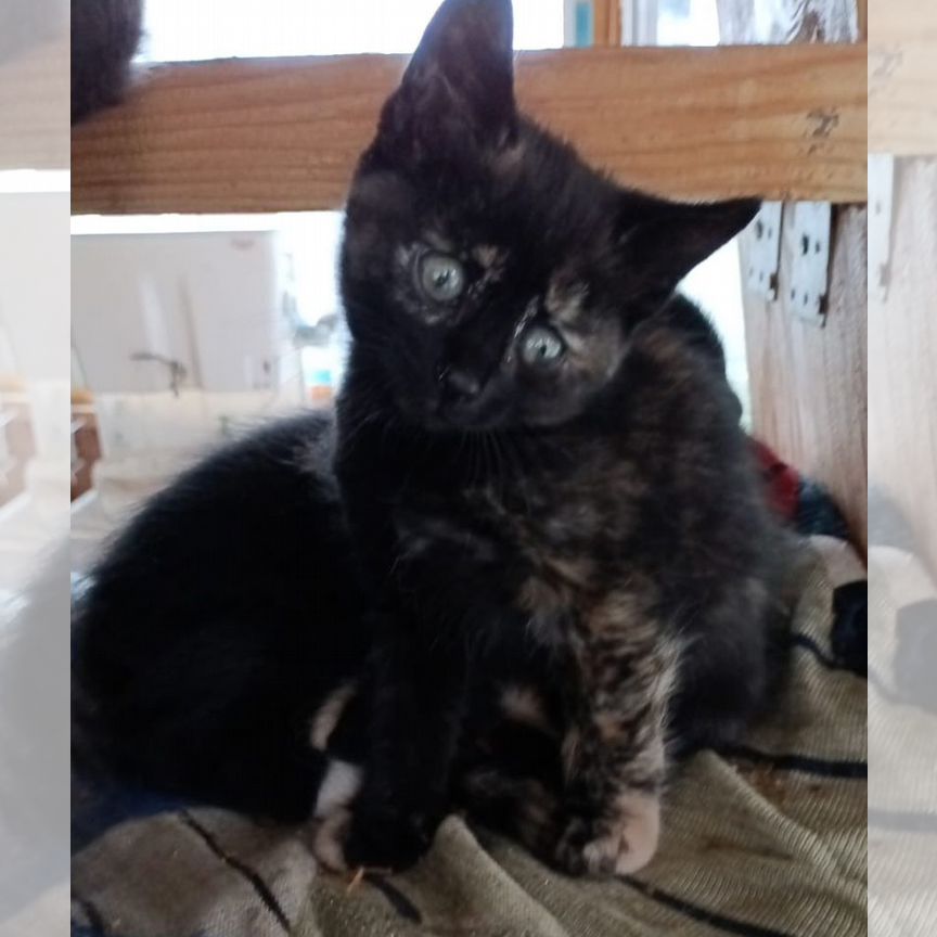 Очаровательная трехцветная девочка в добрые руки