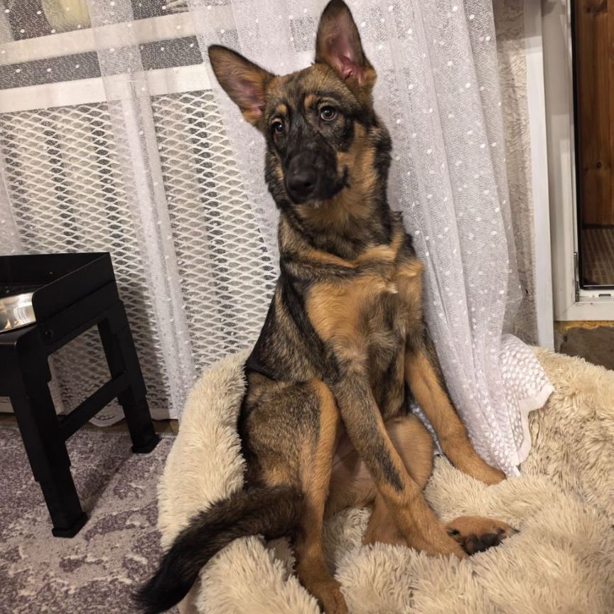 Щенок в добрые руки