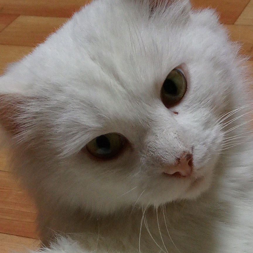 Кот