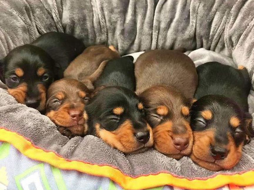 Щенки добермана