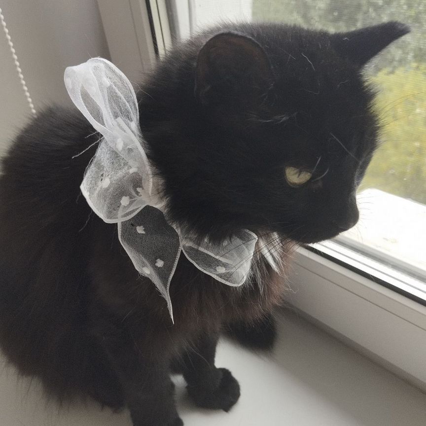 Кошка