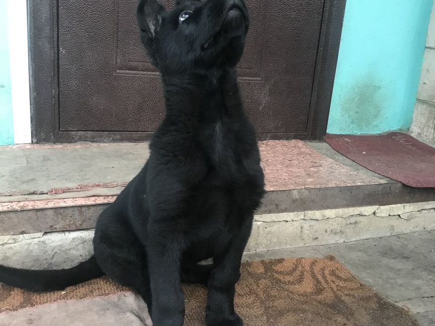 Продам щенка восточно-европейская