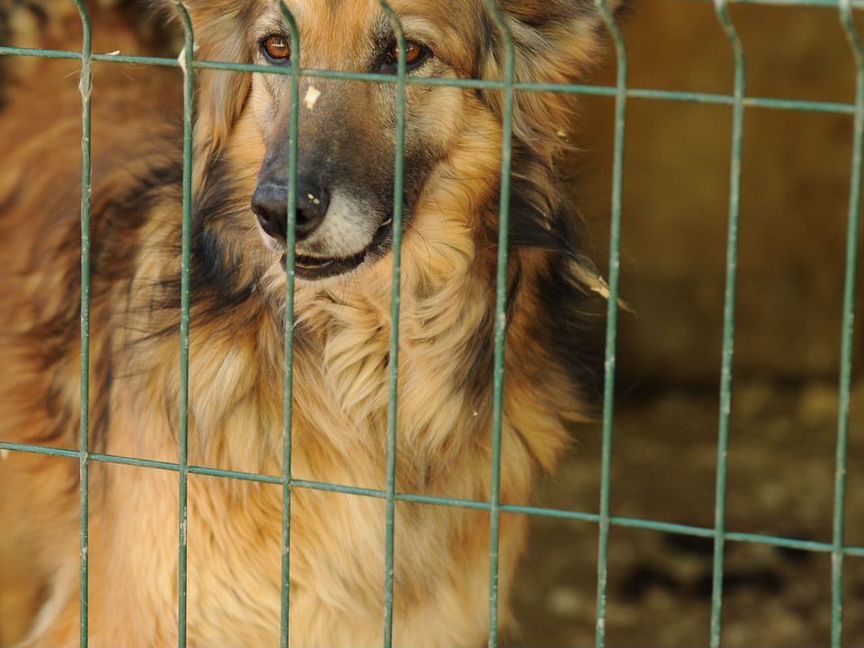 Метис овчарки девочка ищет дом