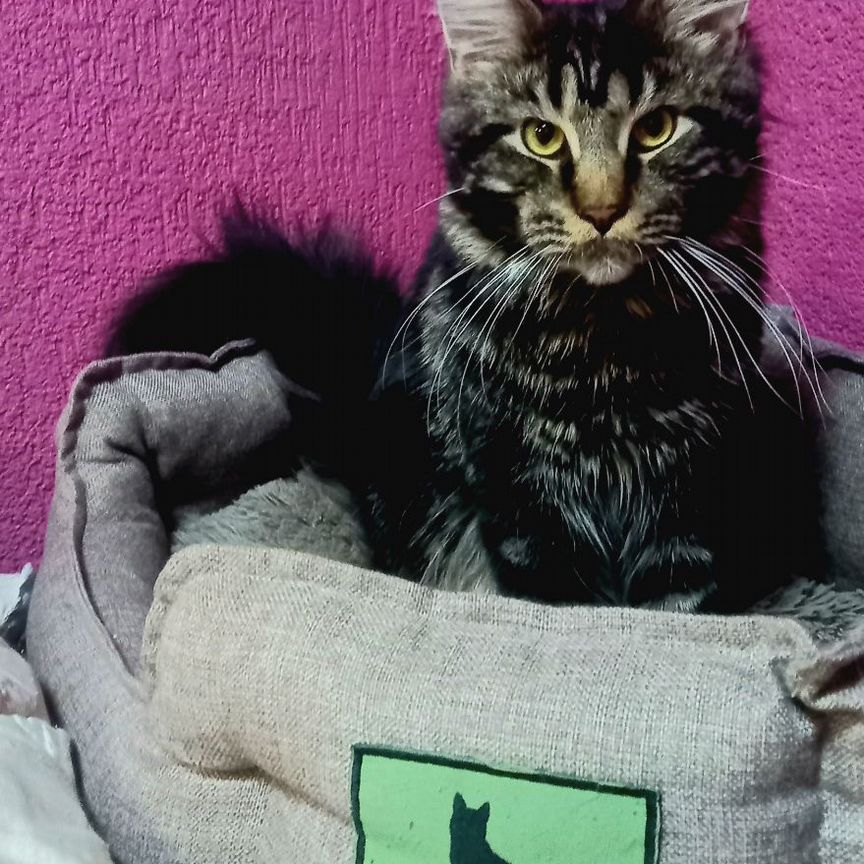 Кот