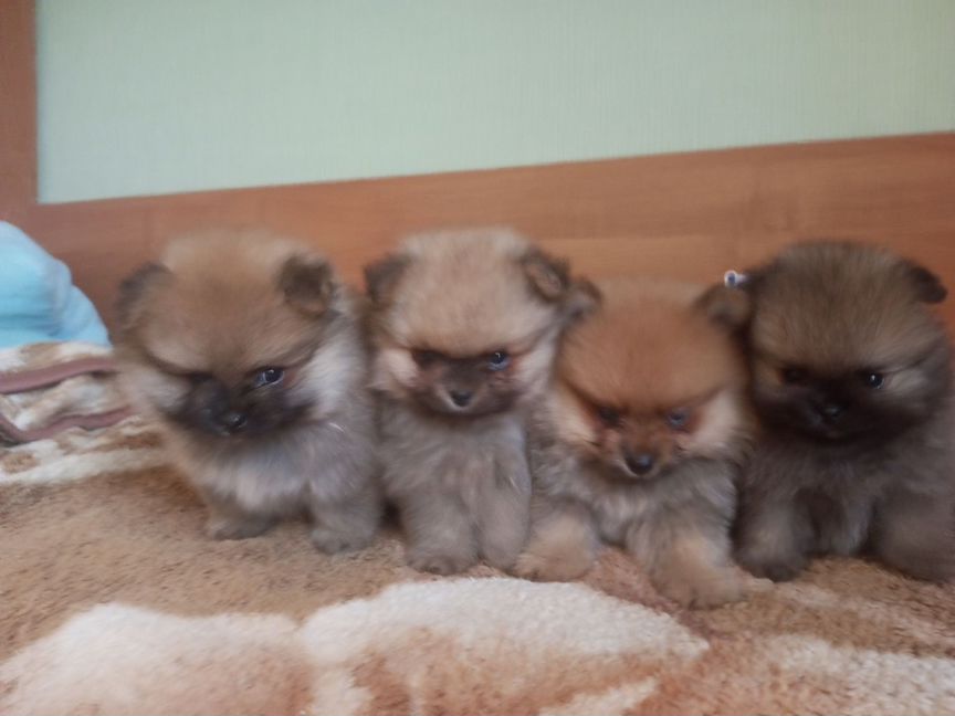 Щенки шпица