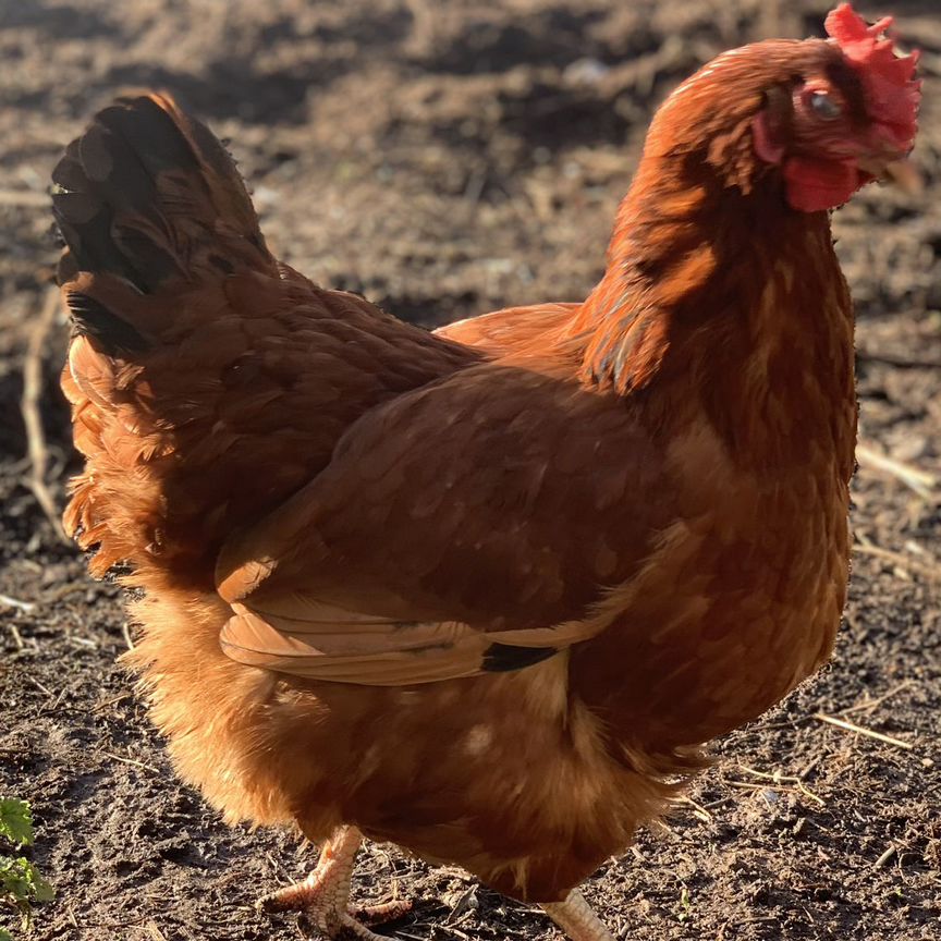 Куры несушки доминант и ломан браун