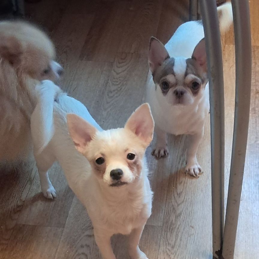 Чихуахуа, щенок