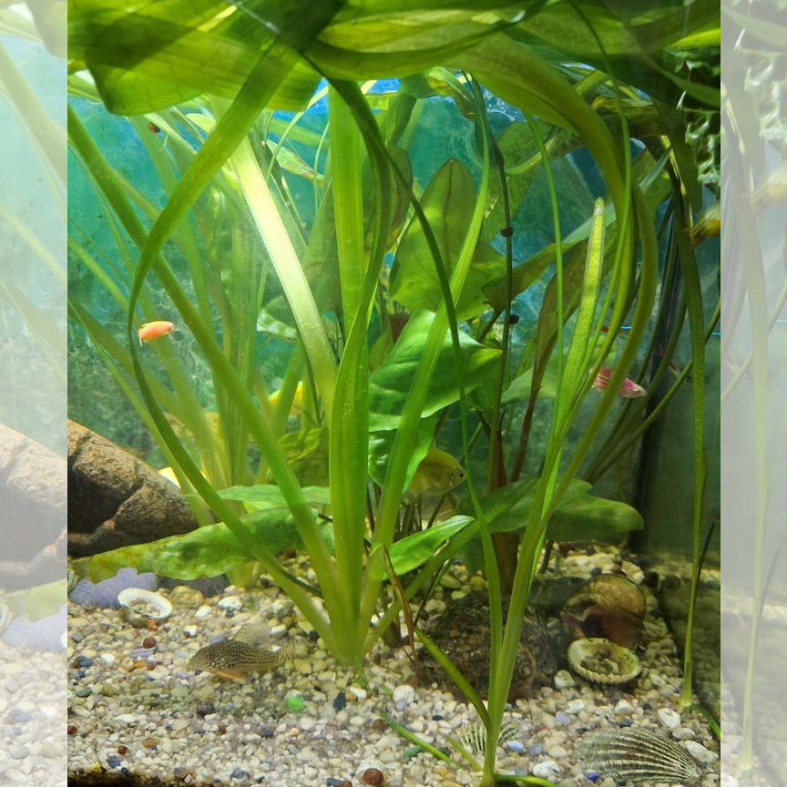 Валлиснерия гигантская