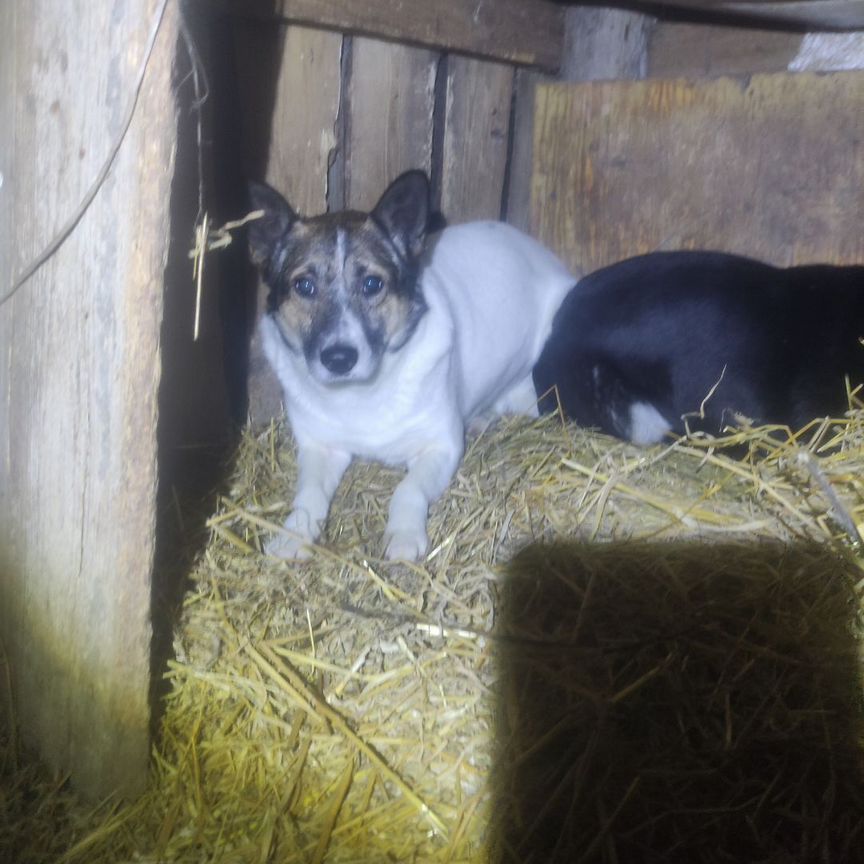 Взрослая собака в добрые руки