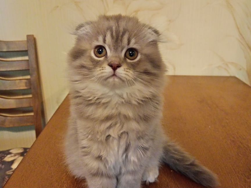 Шотландский хайленд фолд