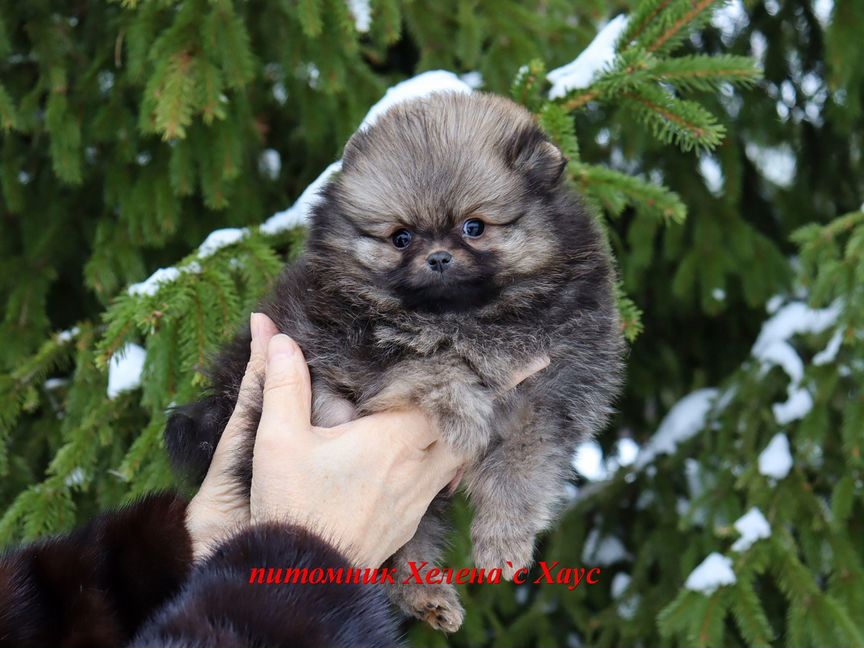 Кукольные малышки