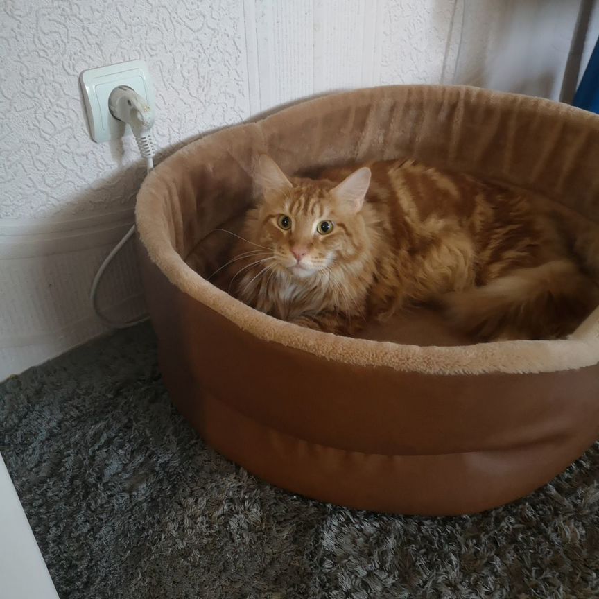 Кот мейн-кун