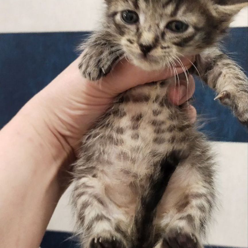 Котенок один месяц