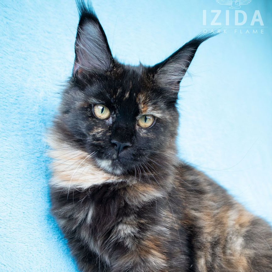 Мейн-кун котёнок