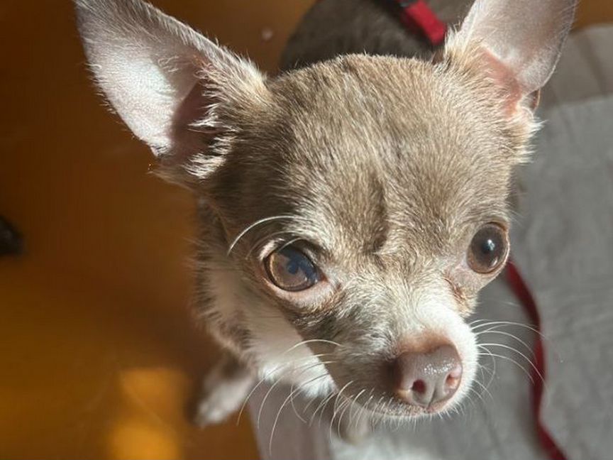 Чихуахуа в добрые руки