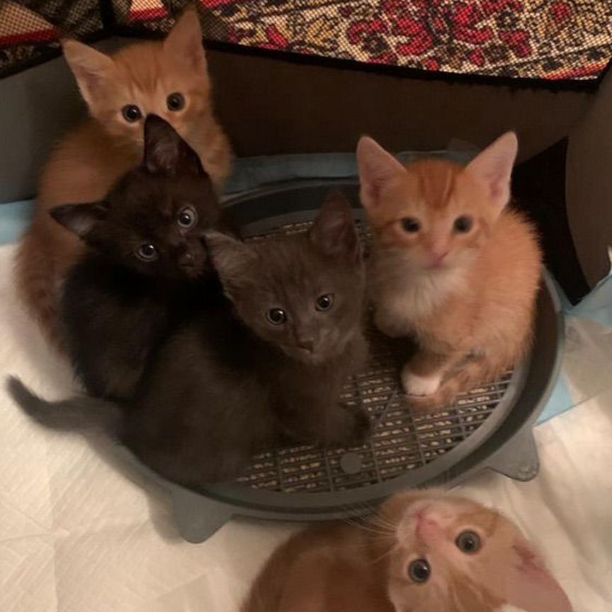 Котята