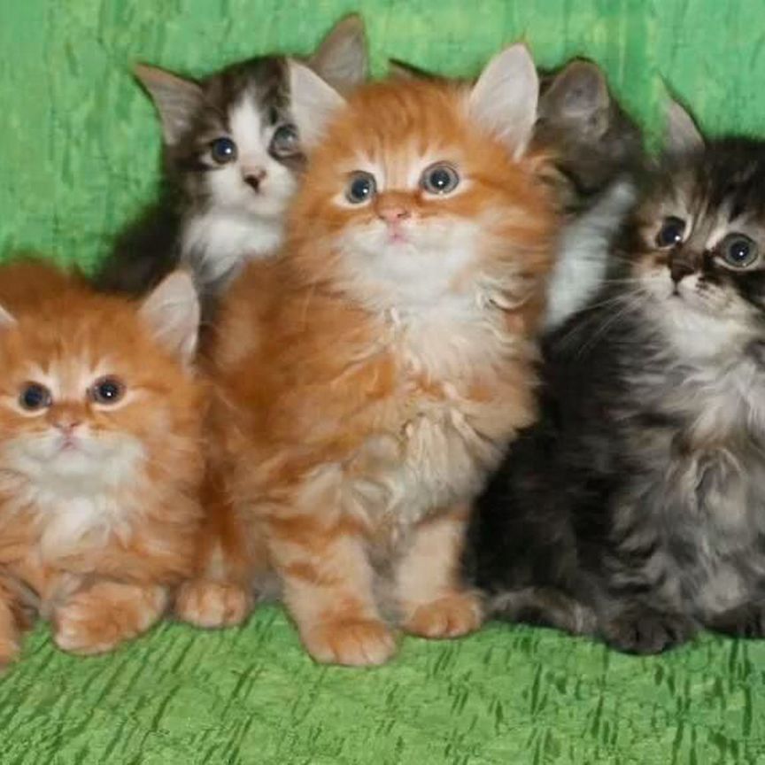 Сибирские котята