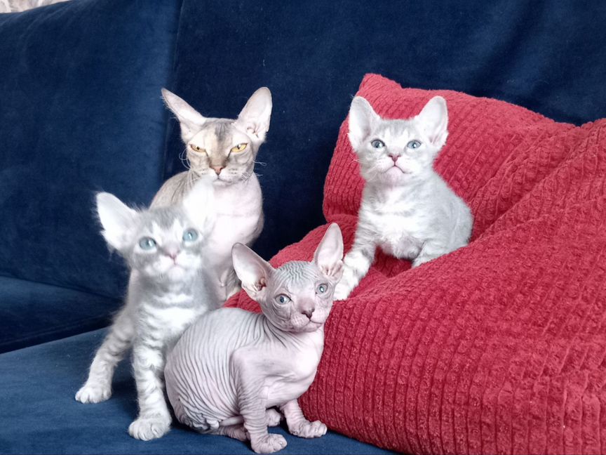 Донской сфинкс котята