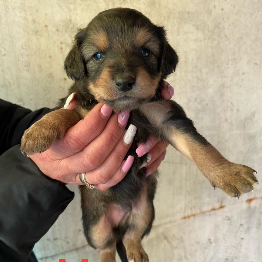 Карапузы в дар