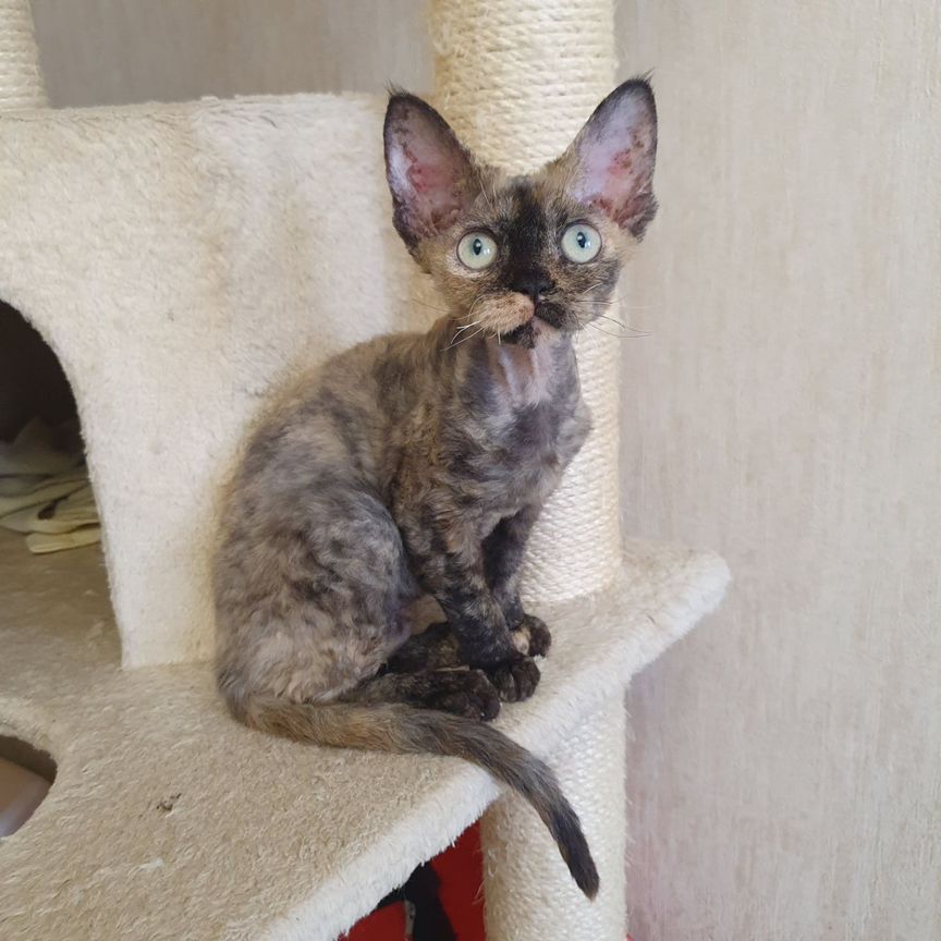 Чудо-девочка нежнятинка