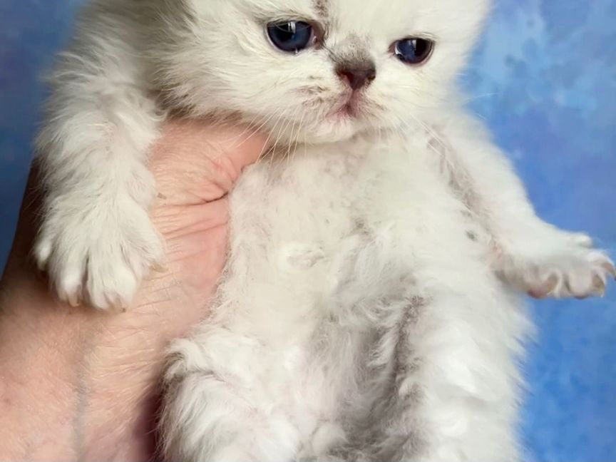 Персидский котенок