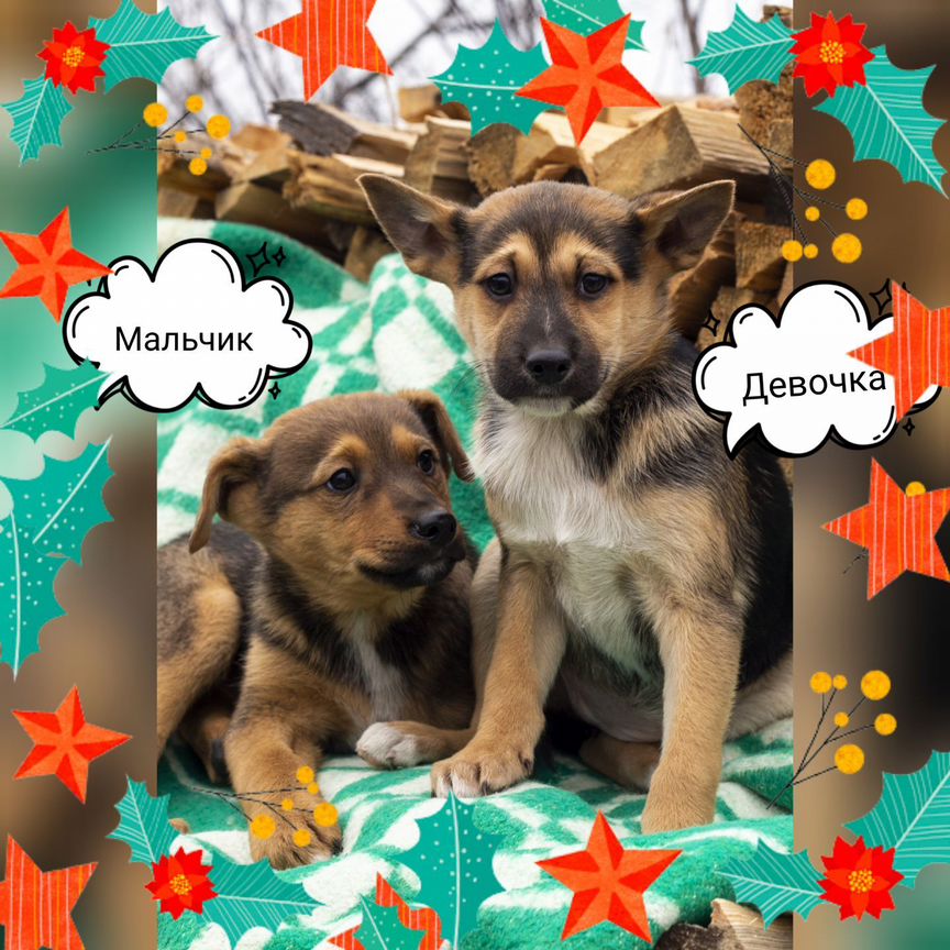 Щенки в добрые руки