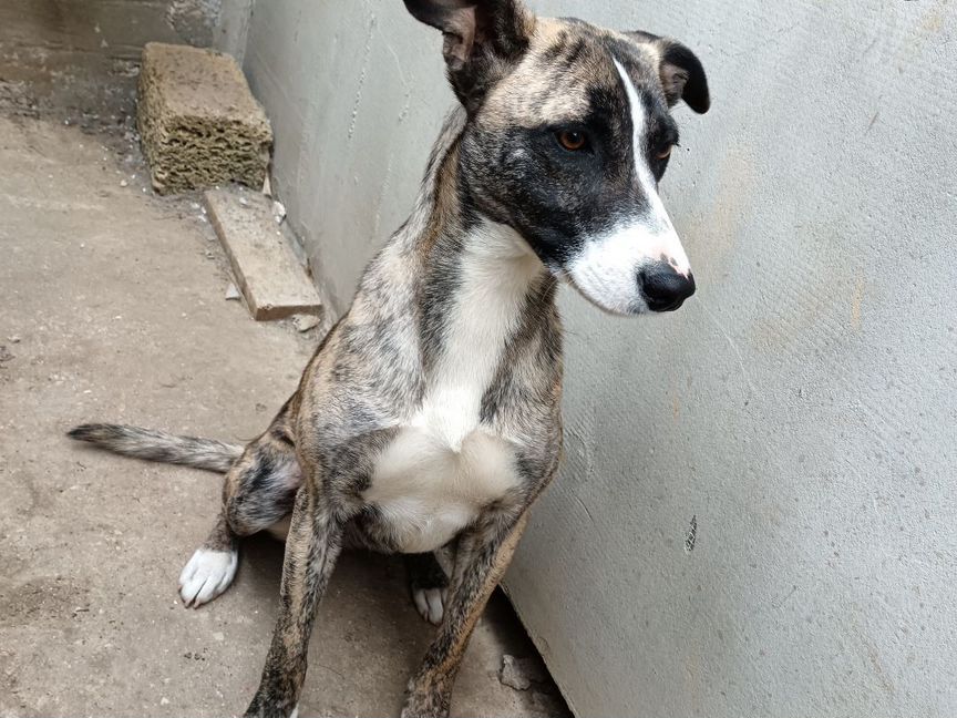 Собака в добрые руки отдам бесплатно