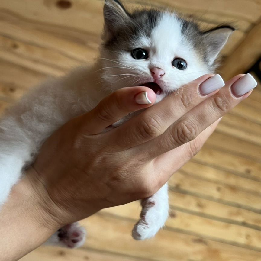 Котята в добрые руки мальчики от британской мамы