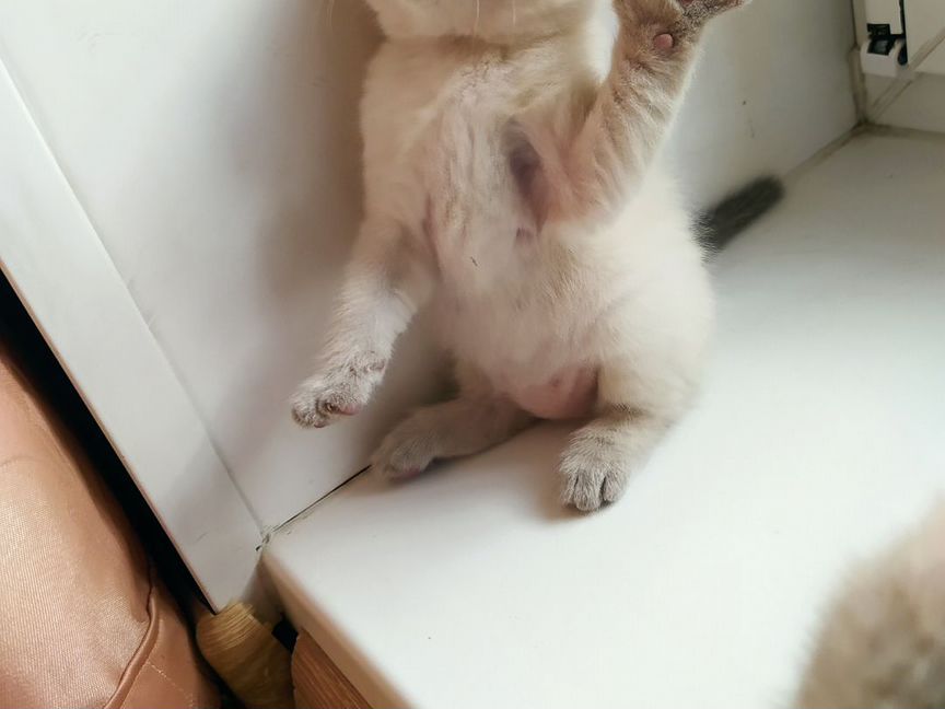 Шотландские вислоухие котята