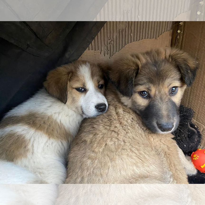 Щенки за живо замерзают