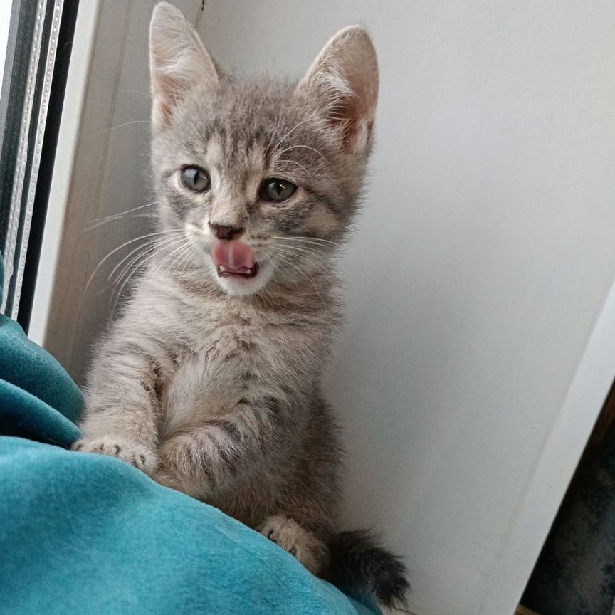 Котёнок мальчик 1,5 месяца ищет семью)