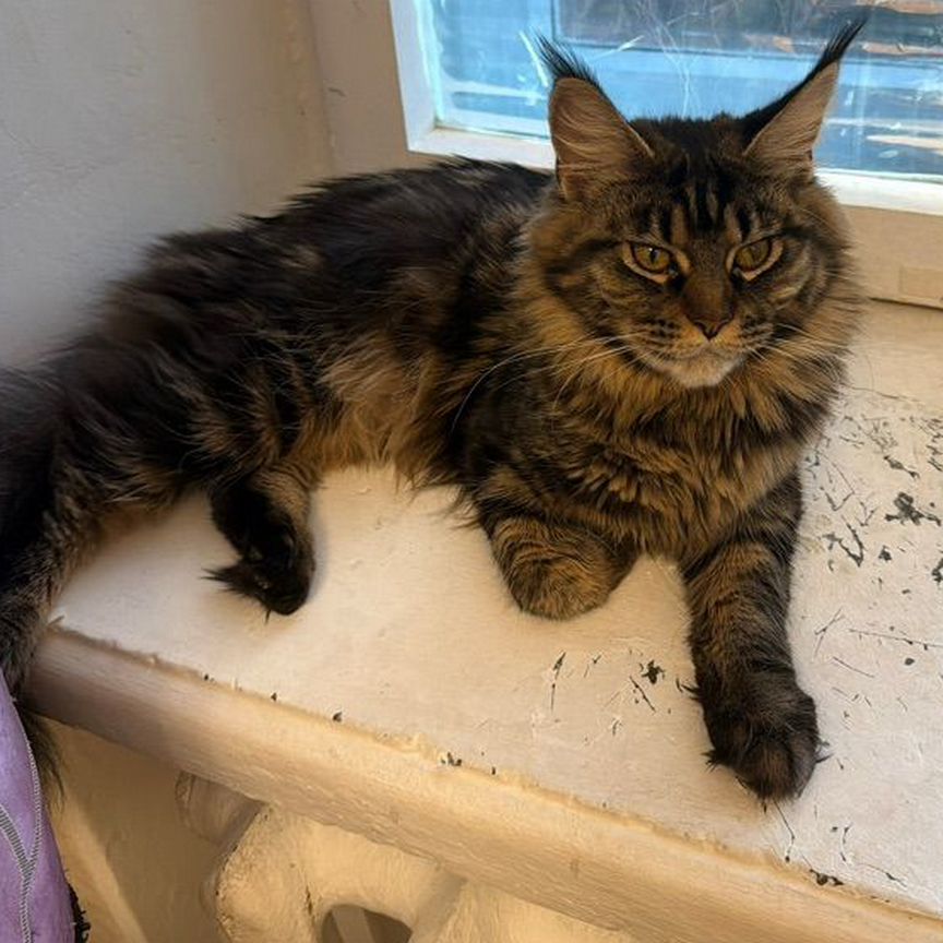 Мейн-кун котёнок