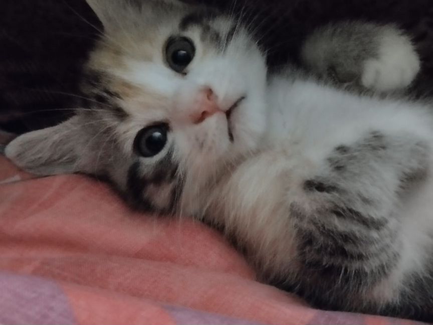 Кошка
