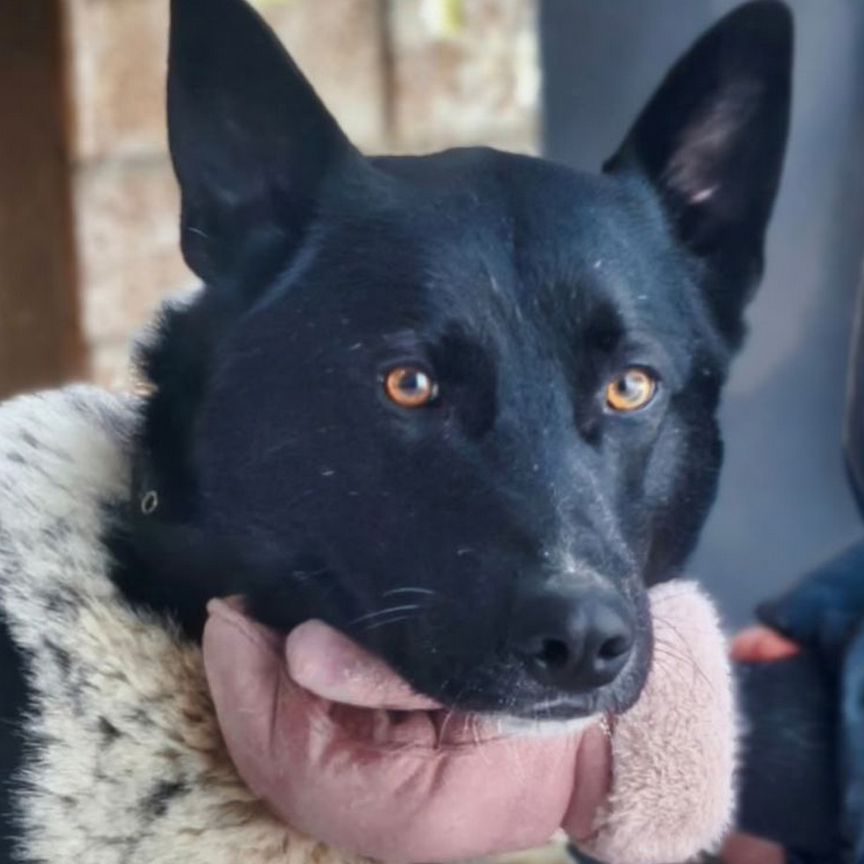 Взрослый пёс в добрые руки