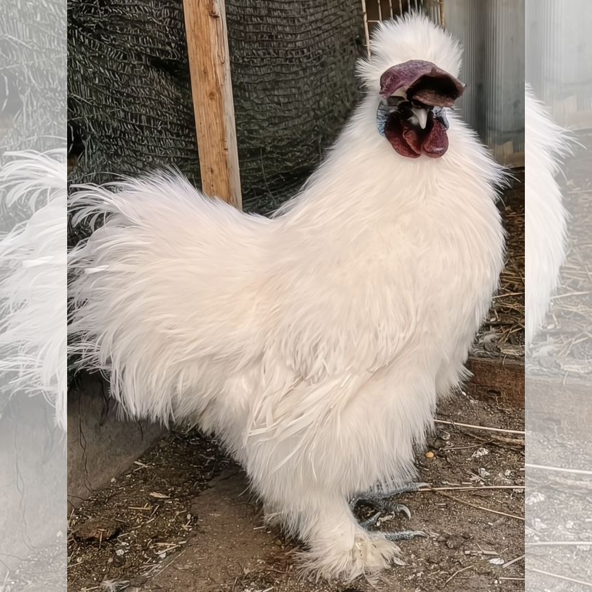 Петух китайский шелковый