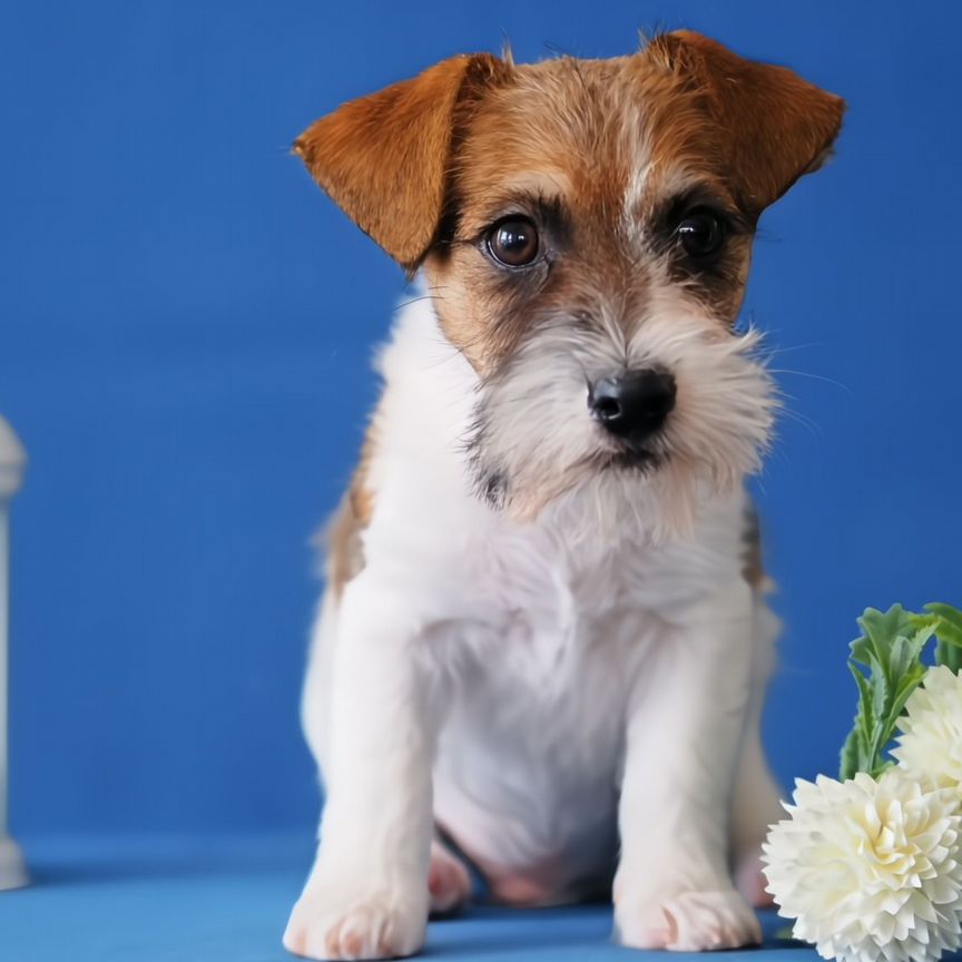 Джек-рассел-терьер, щенок