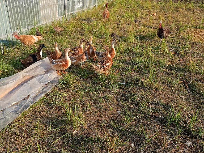 Утки, индюшки