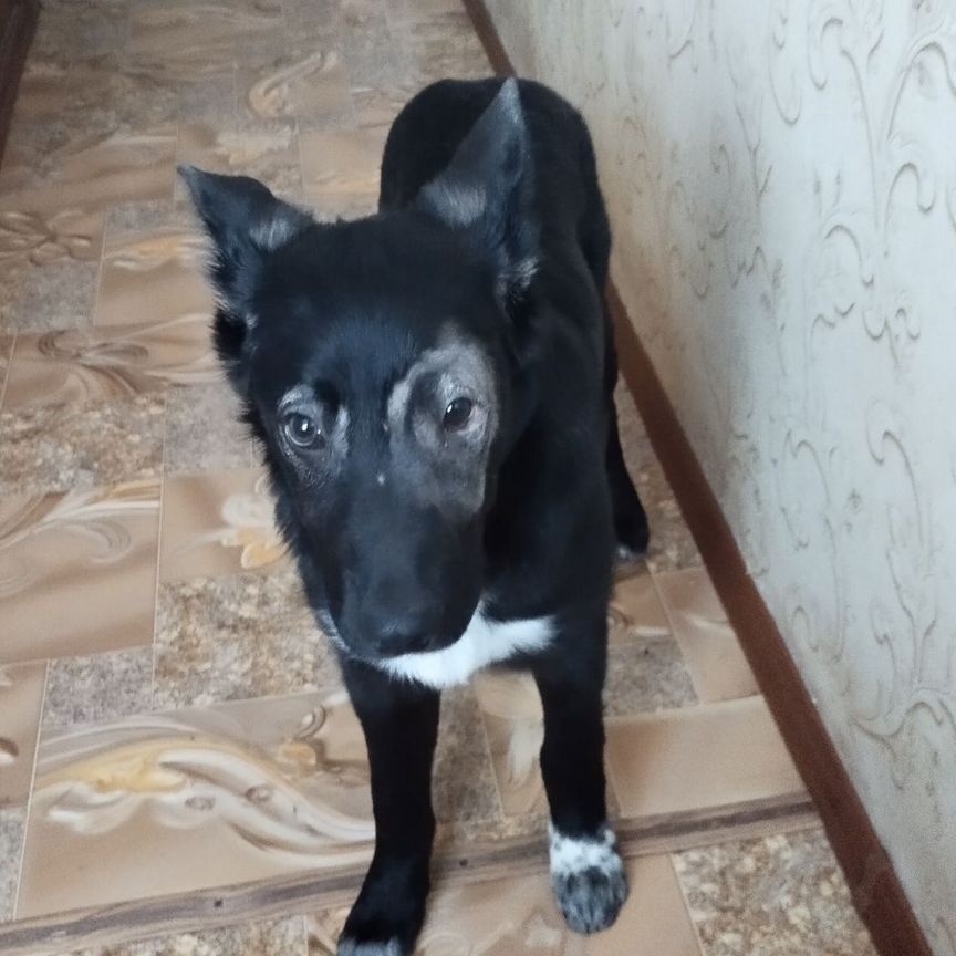 Чудесный щенок в добрые руки