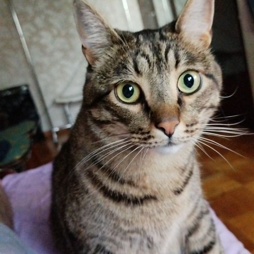 Отдам кота в добрые руки