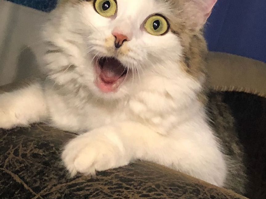 Кошка с оплатой в добрые руки