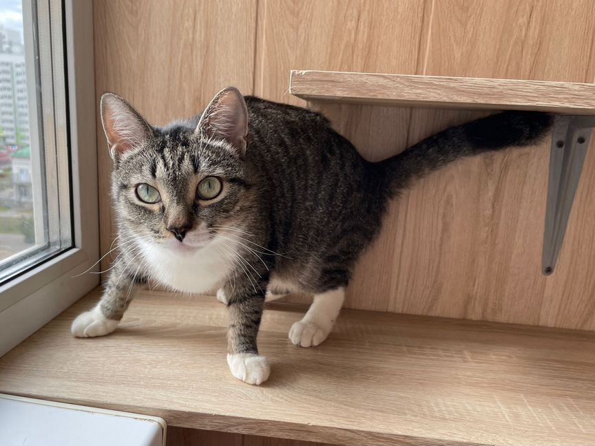 Сибирский котик