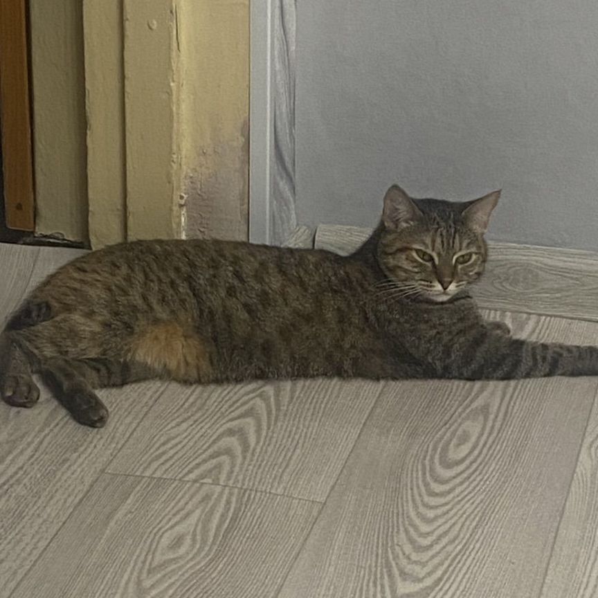 Кошка