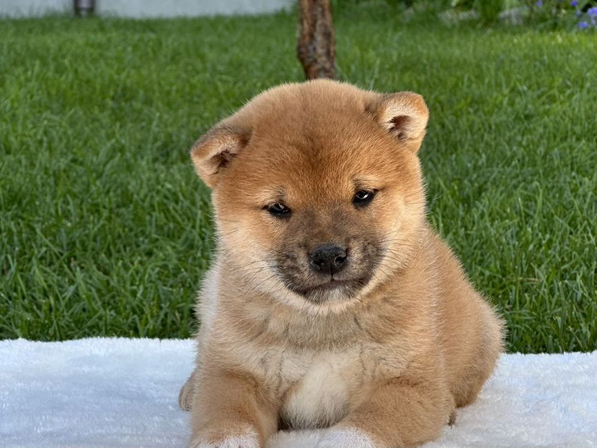 Шикарный мальчик Сиба ину