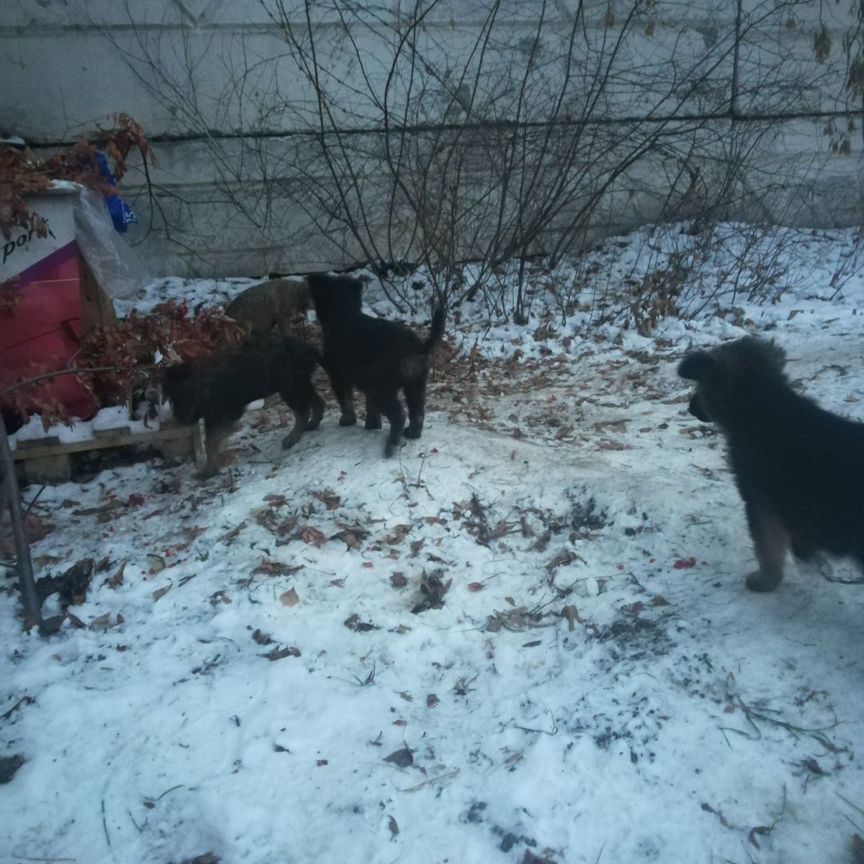 Щенки неизвестной породы